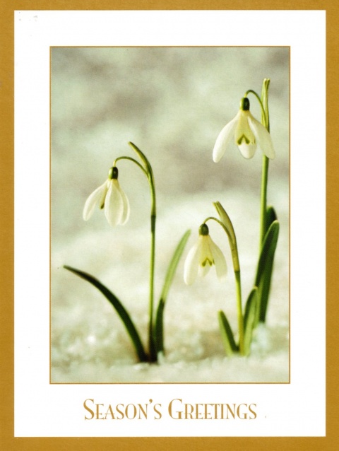 Snowdrops Christmas Card Set - LoveChristianBooks.com
